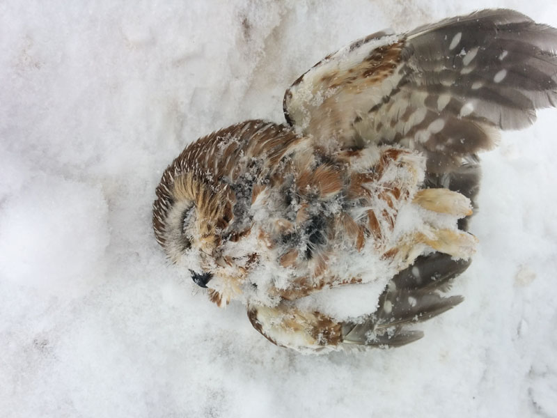 Dead Owl in my driveway | BobIsTheOilGuy